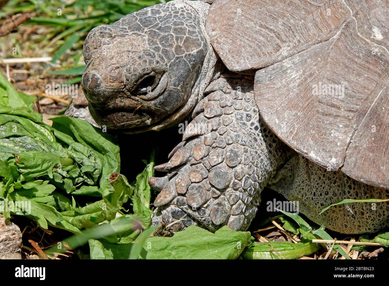 Tortoise in the sunshine hi-res stock photography and images - Alamy