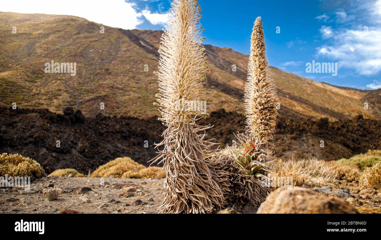Dryed flowers and plant on the slope of big volcano in desert Stock ...