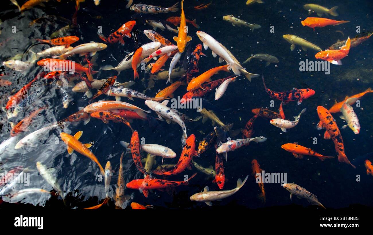 Beautiful traditional japanese pond with koi carp fishes Stock Photo ...