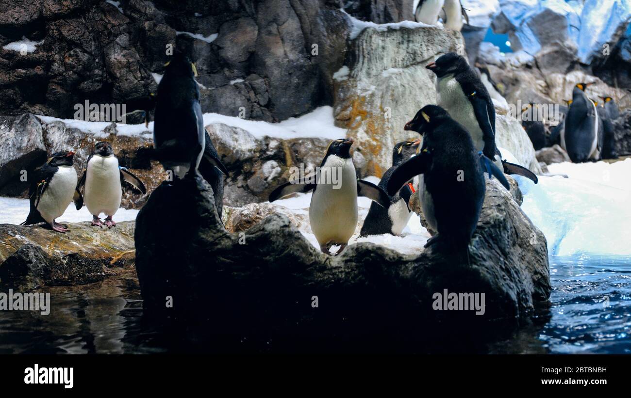 Penguins sitting on the cliff in zoo Stock Photo - Alamy