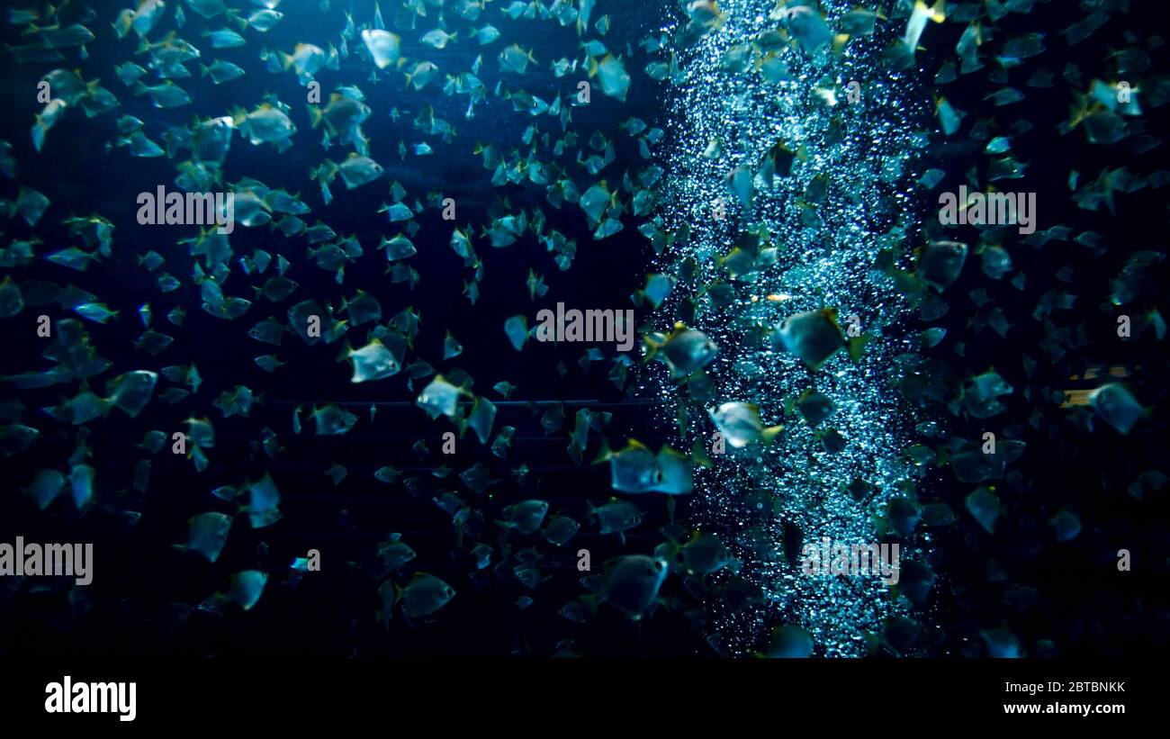 Underwater image of air bubbles floating in the aquarium with big ...