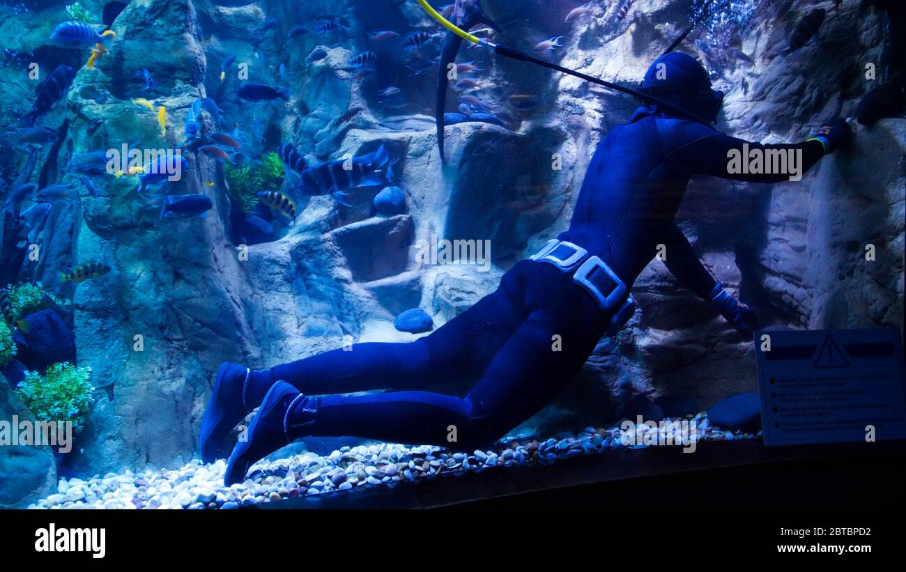 Underwater image of professional diver cleaning big aquarium in the zoo ...