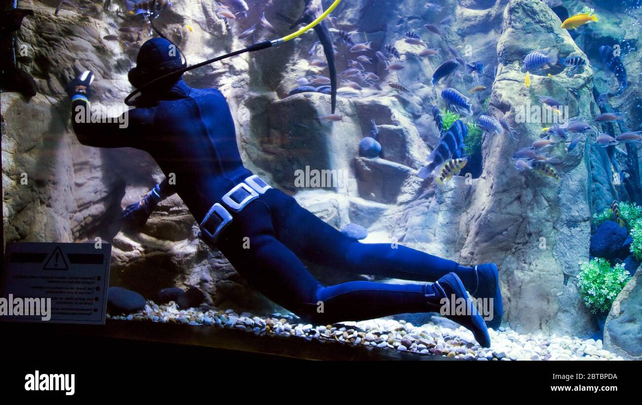 Professional diver cleaning aquarium glass and coral reefs with brushes ...