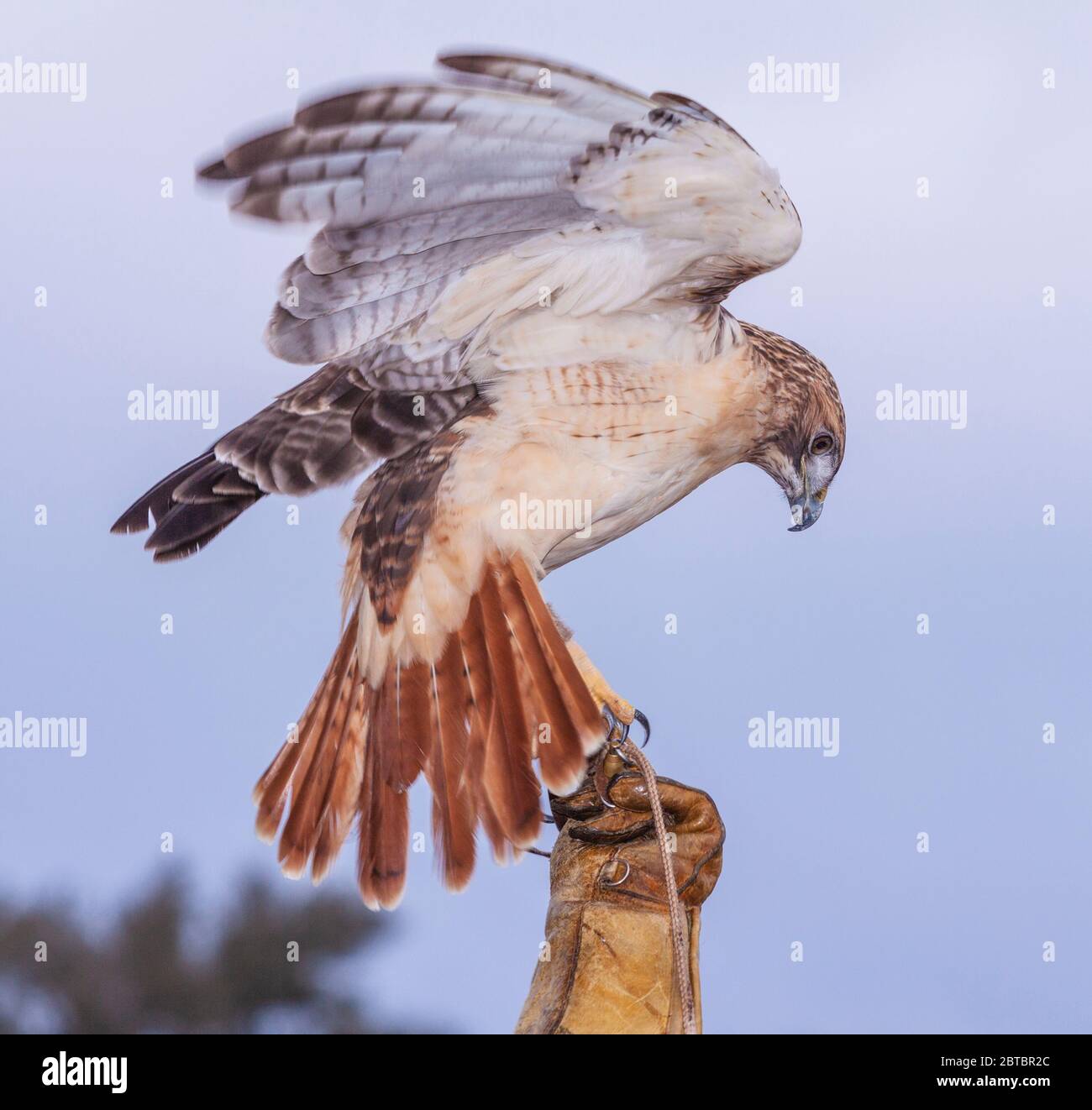 Chicken hawks hi-res stock photography and images - Alamy