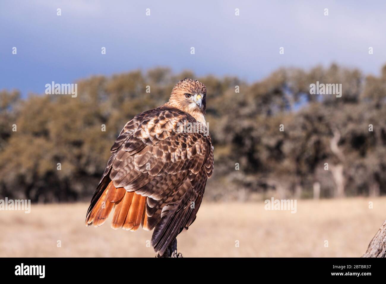 Gallery Of Hawks In Texas Minnesota Seasons Red Tailed Hawk