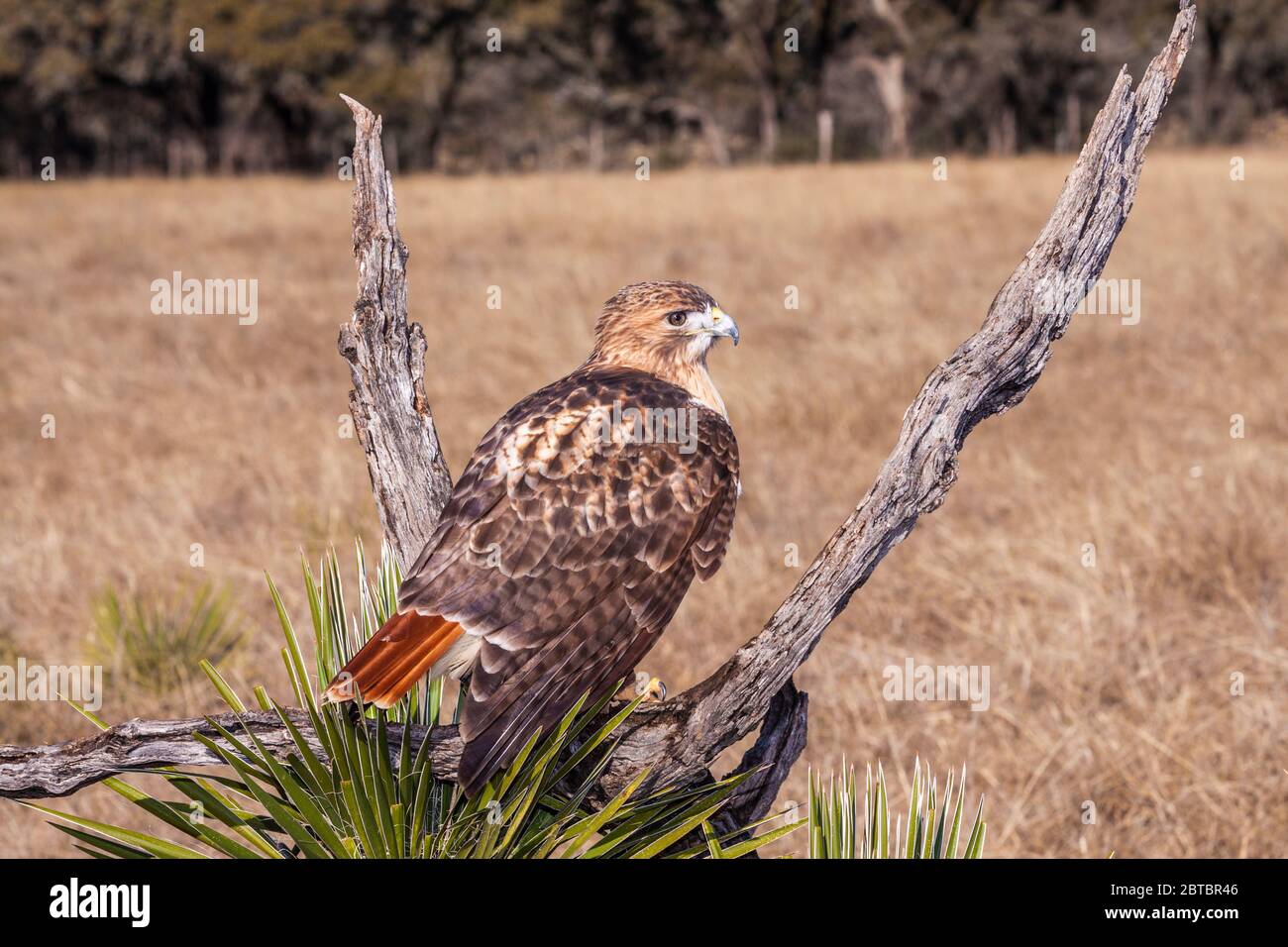 Captive Red-tailed Hawk, Buteo jamaicensis, from the "Last Chance ...