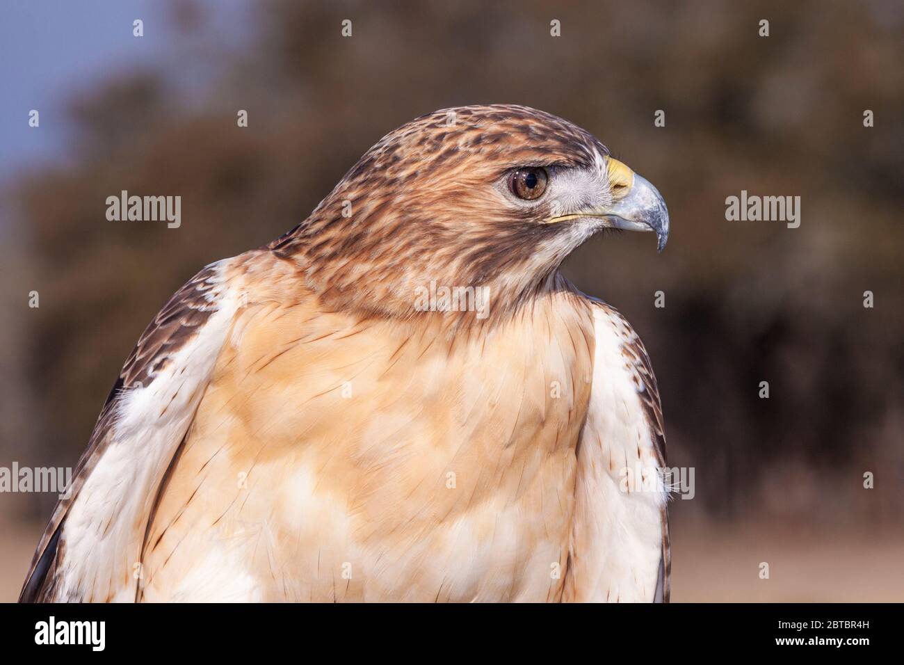 Captive Red-tailed Hawk, Buteo jamaicensis, from the "Last Chance ...