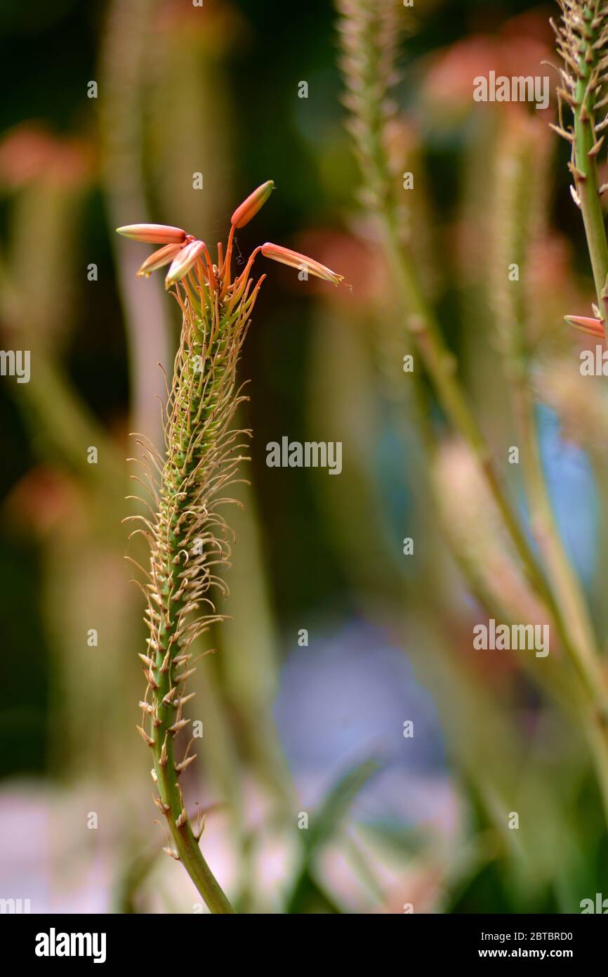 Vera natura hi-res stock photography and images - Alamy