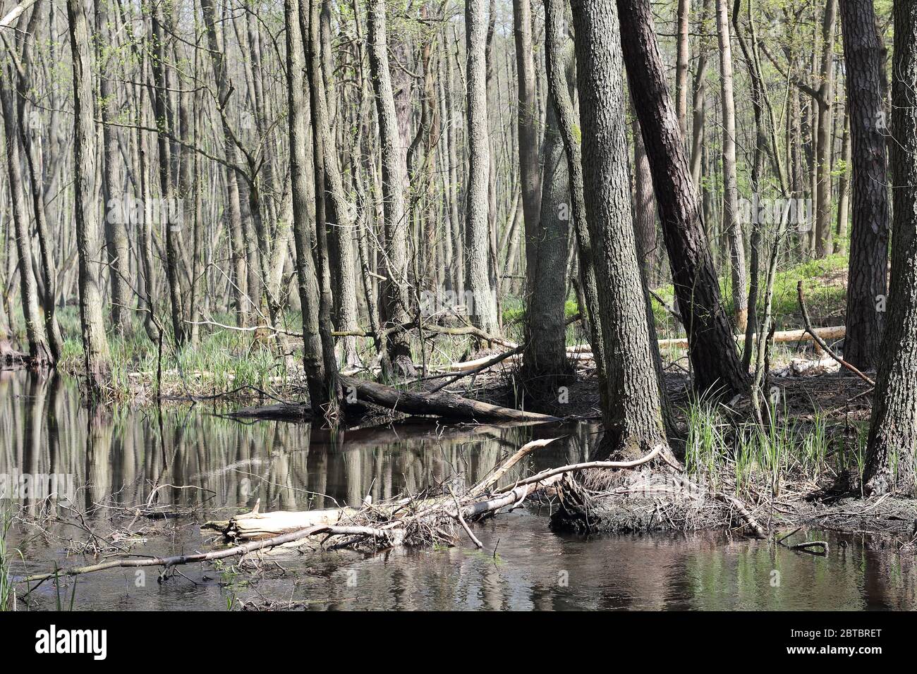 Alder grove and reflection of trees at the Briesetal north of Berlin. A ...