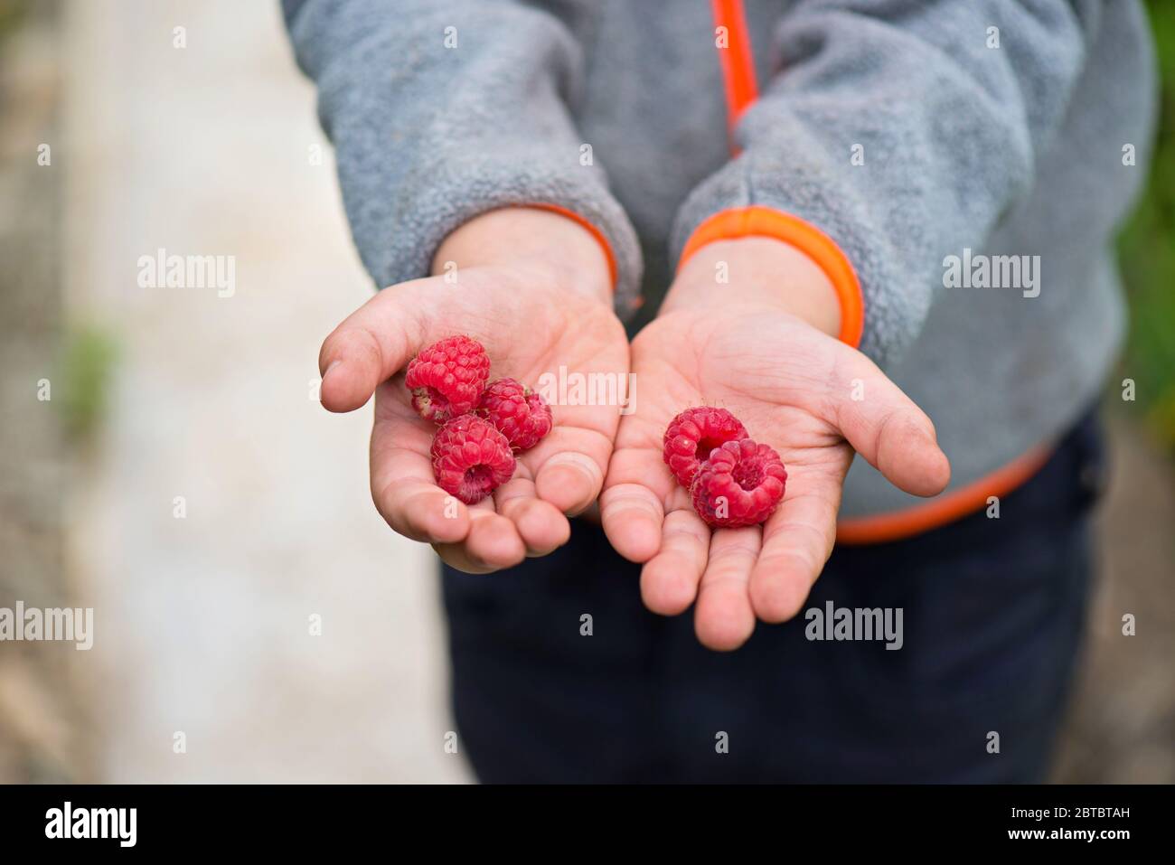 A handful of fresh raspberry on a hand Stock Photo - Alamy