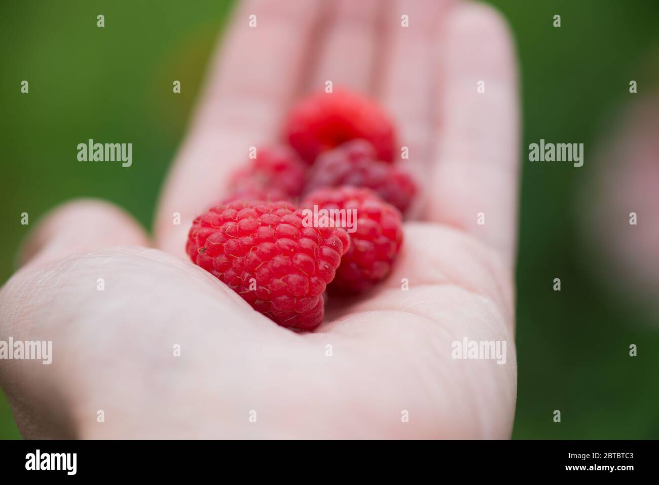 A handful of fresh raspberry on a hand Stock Photo - Alamy