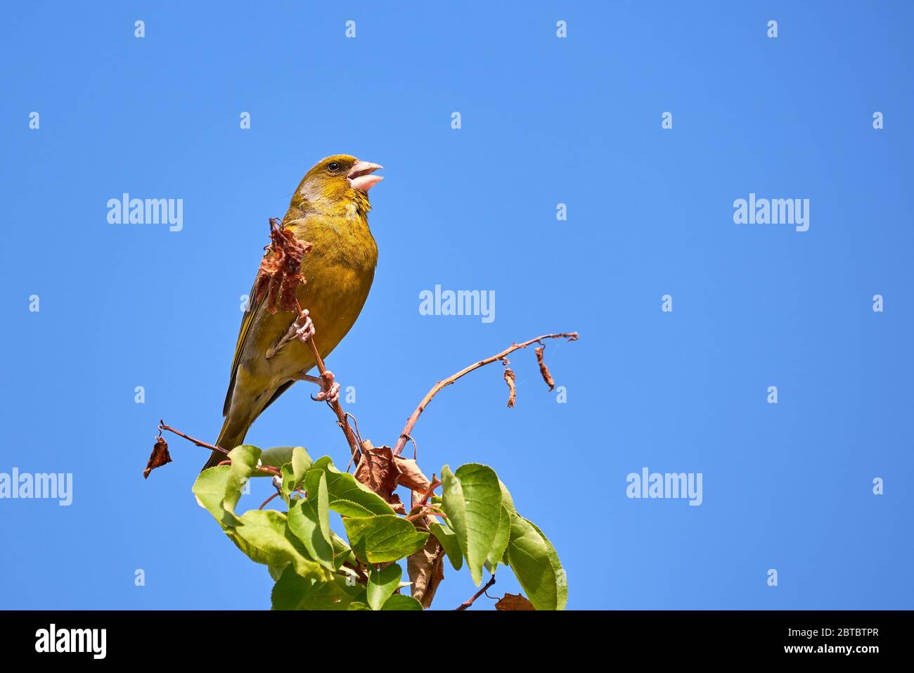 European greenfinch singing (Chloris chloris), Songbird Stock Photo - Alamy