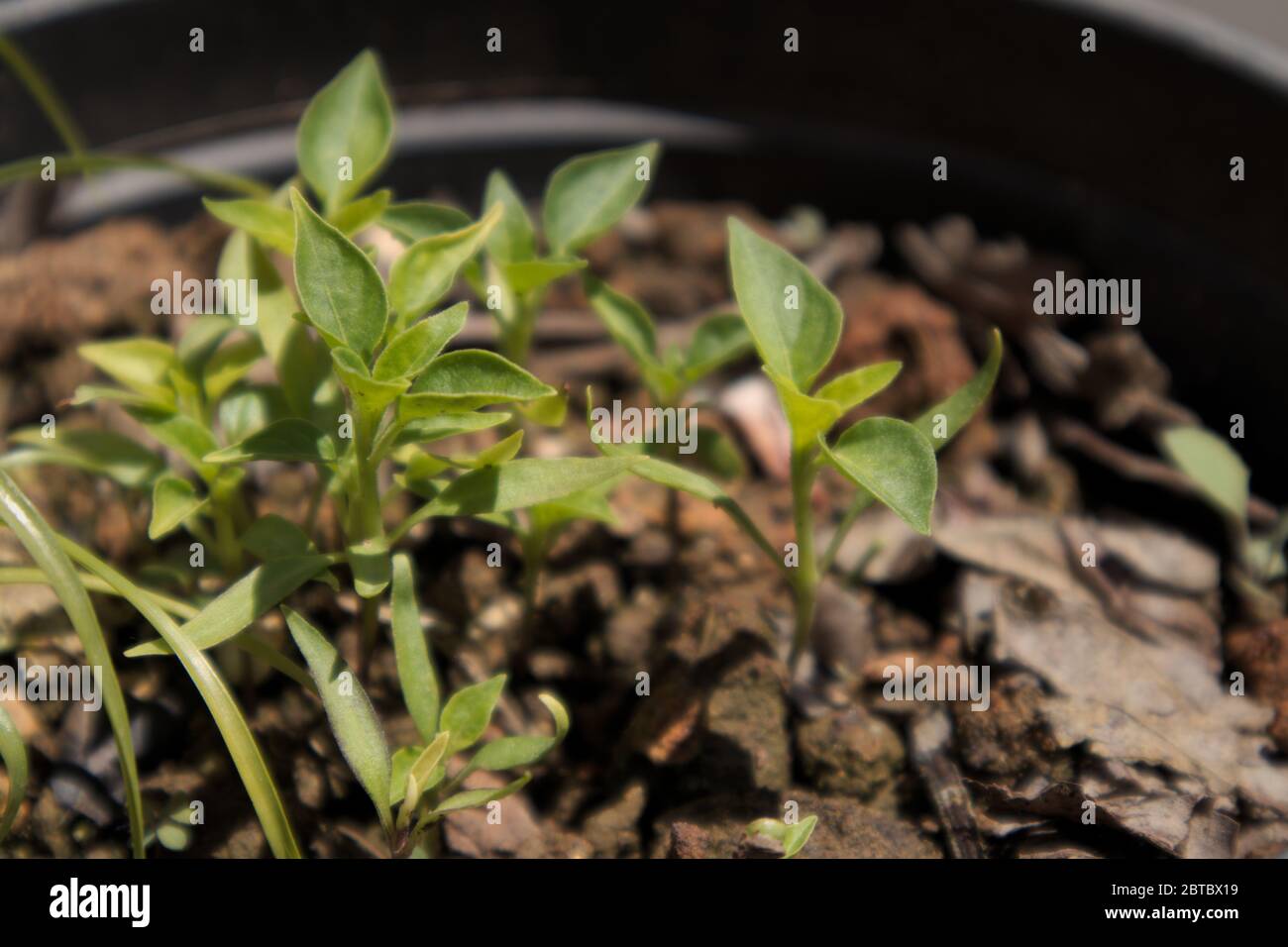 Chilli plants greenhouse hi-res stock photography and images - Alamy