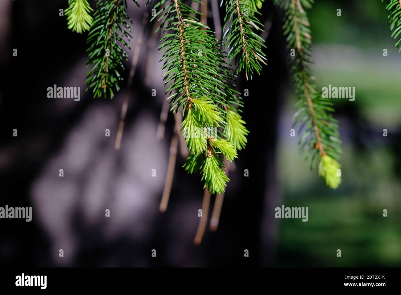 Young spruce (Picea) tips in the spring sunshine looking particularly ...