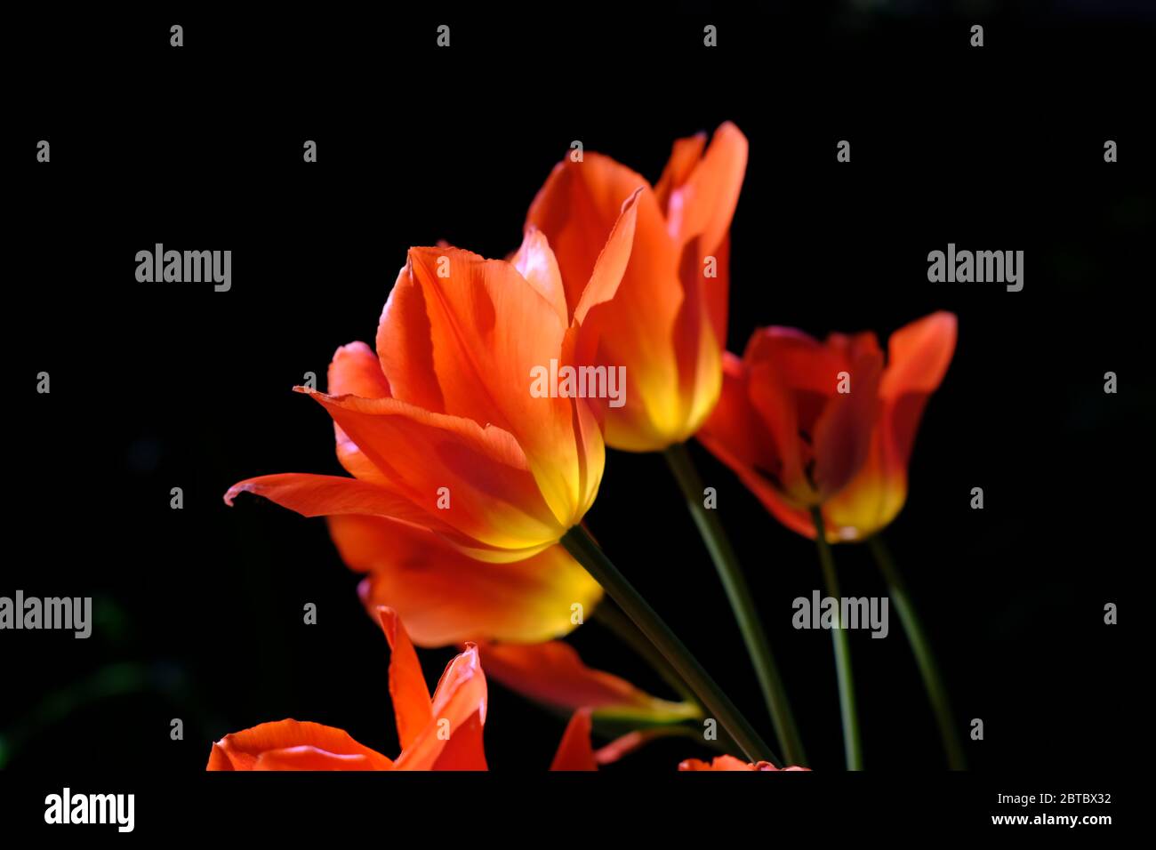 Beautiful orange and yellow tulips lit up by the late afternoon spring ...