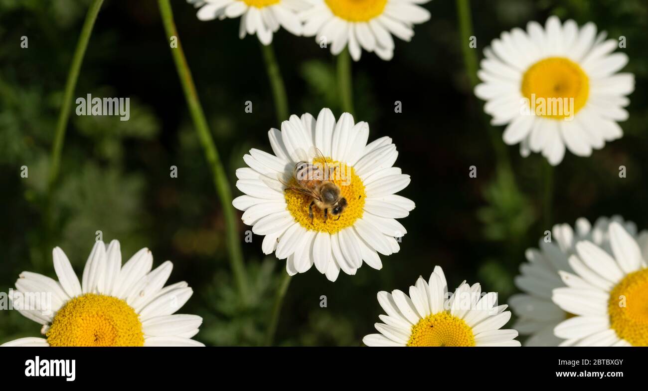 Butterfly on a daisy hi-res stock photography and images - Alamy