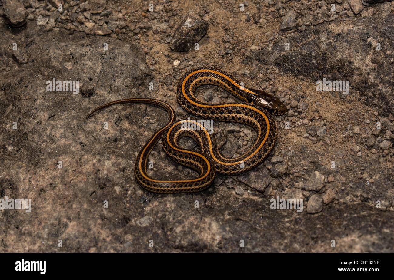 A juvenile Plains Gartersnake (Thamnophis radix) from Jefferson County ...