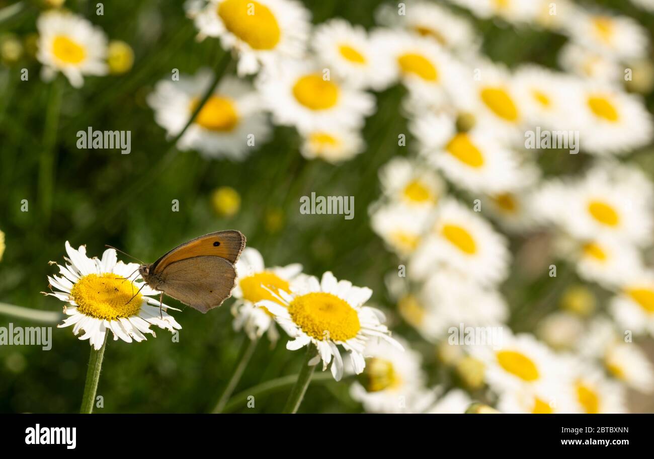 Butterfly on a daisy hi-res stock photography and images - Alamy