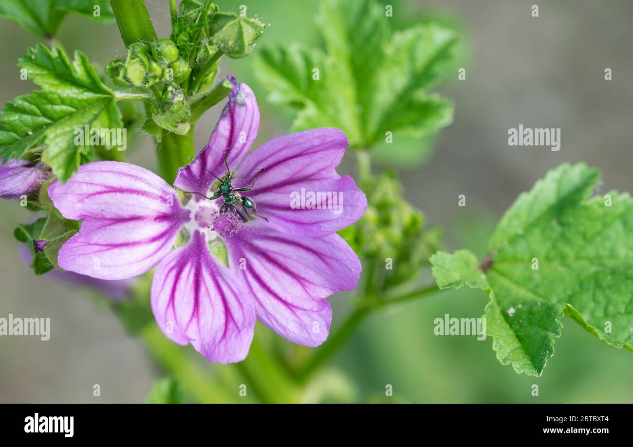 Malva leaves hi-res stock photography and images - Alamy