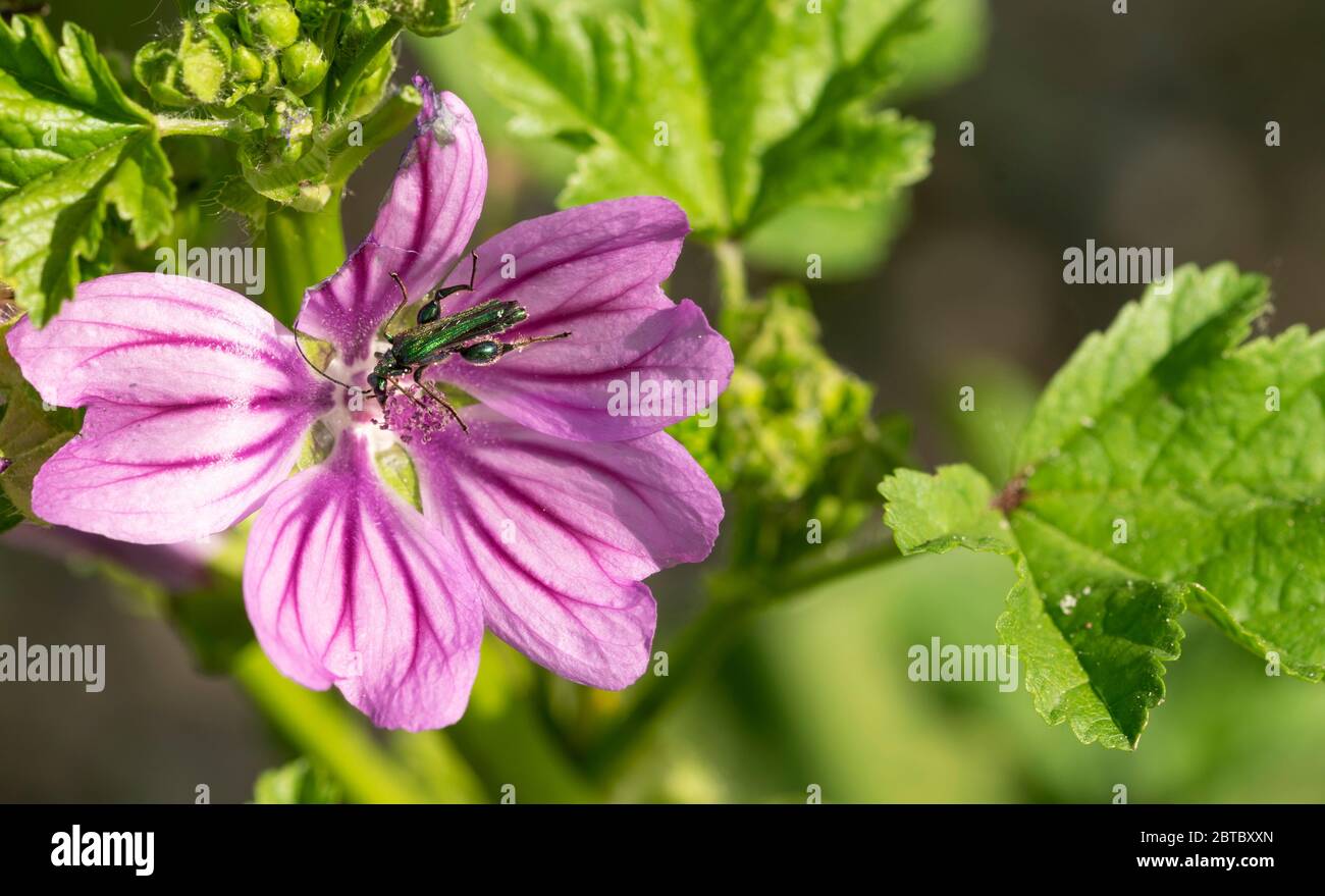 close up of malva flower and leaves Stock Photo - Alamy