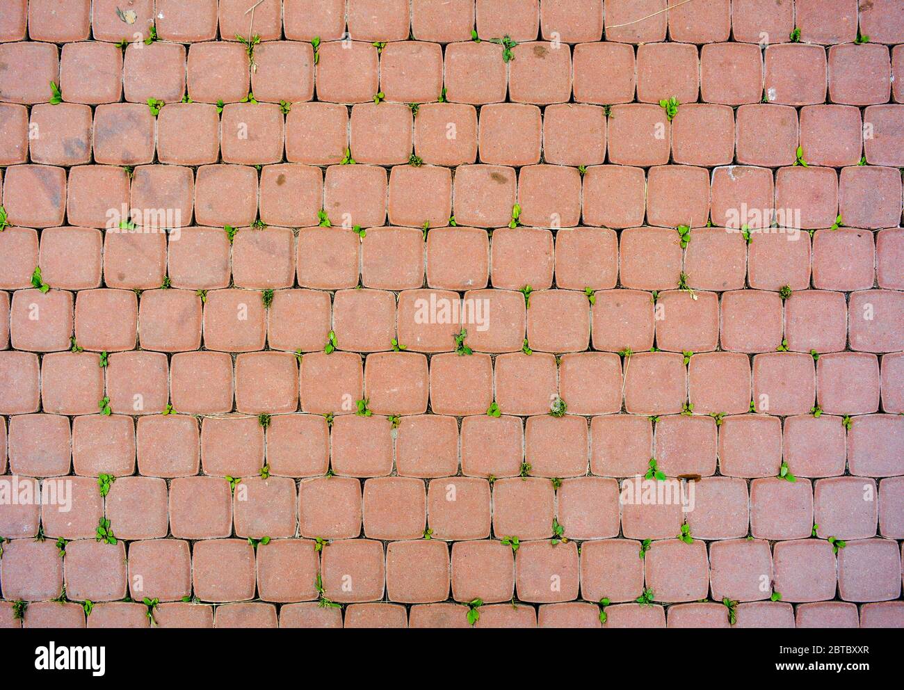 Small square orange plaster tiles with little bit grass in mortars ...