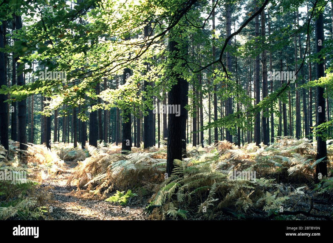 Woodland scene at dusk in UK Stock Photo - Alamy