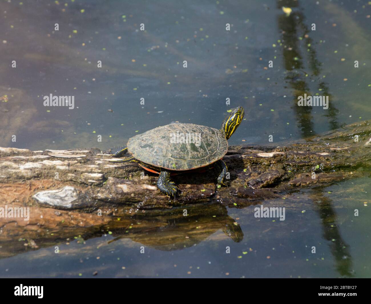 Western Painted Turtle (Chrysemys picta belli) from Arapahoe County ...