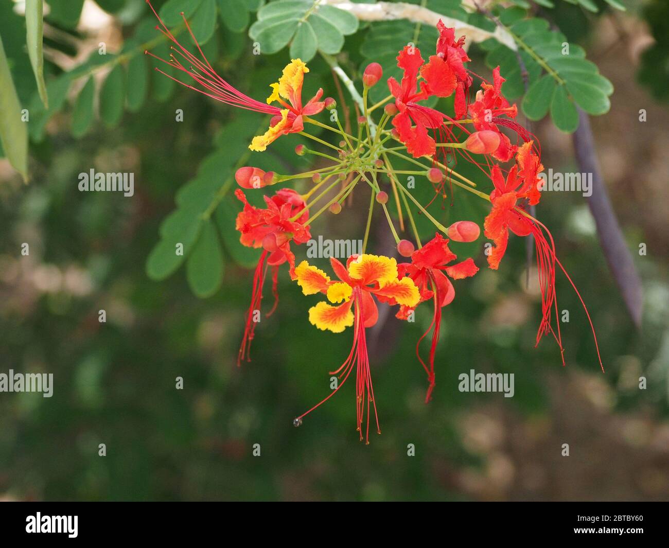 exotic flower cluster of tropical Dwarf Flame Tree with red & yellow ...