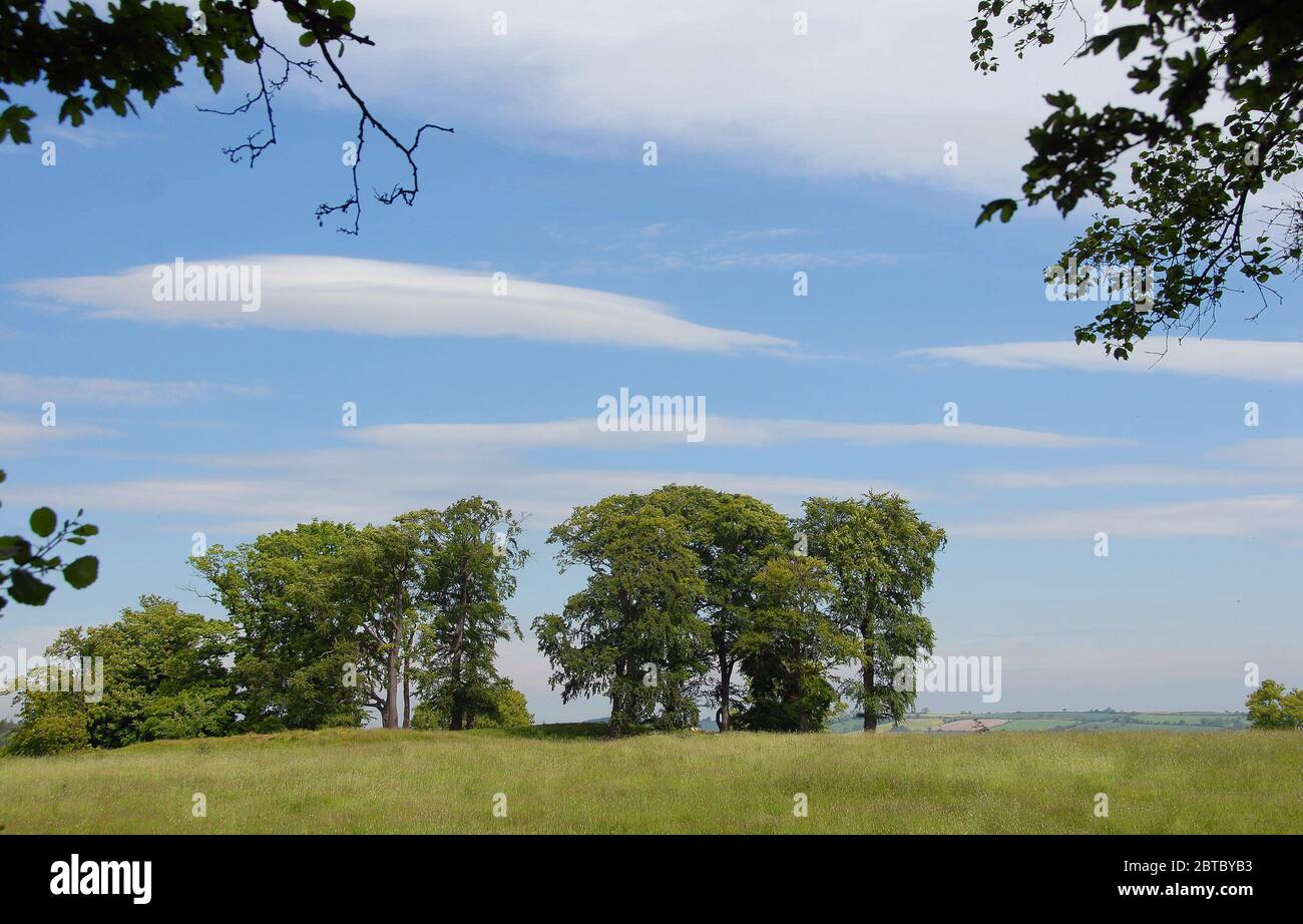 Planting beech trees hi-res stock photography and images - Alamy