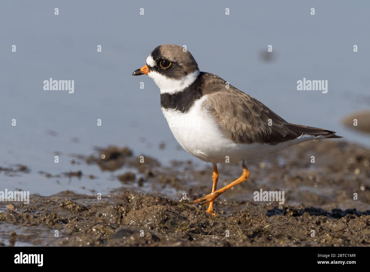 Semipalmated Plover Closeup in Alaska Stock Photo - Alamy