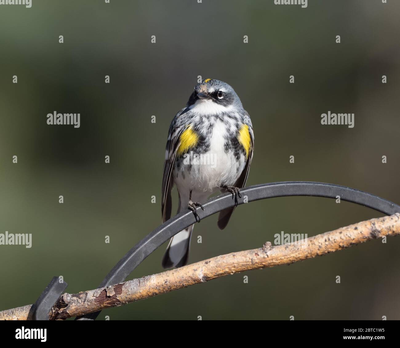 Yellow rumped warblers hi-res stock photography and images - Alamy