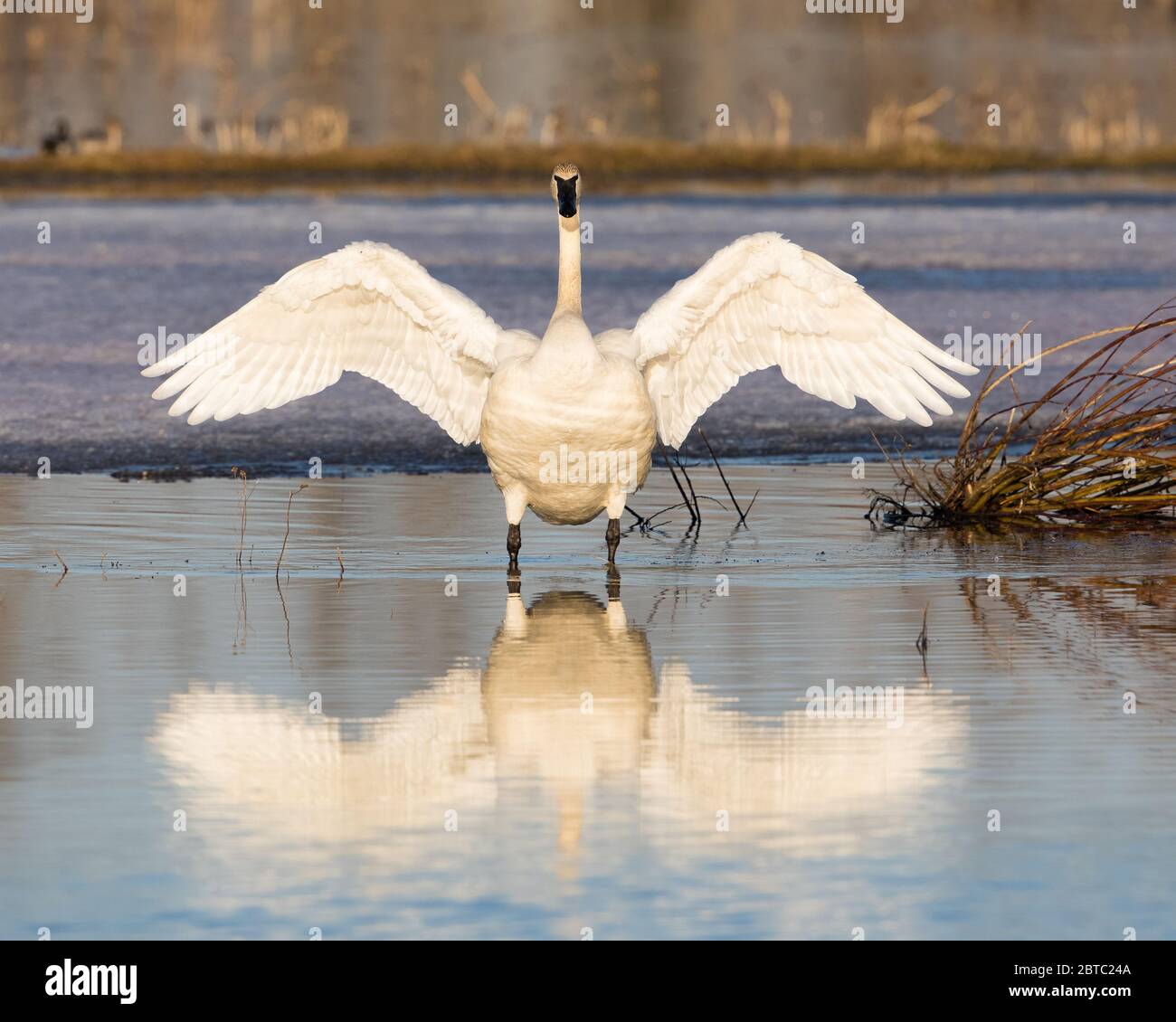 Trumpeter Swan Stretching it's Wings Stock Photo - Alamy