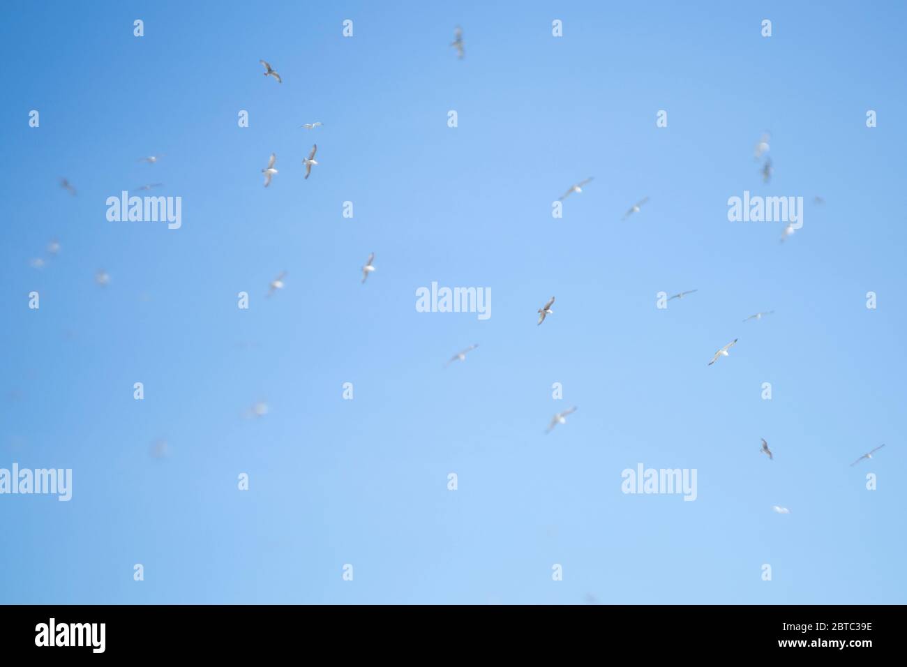 Flying swarm hi-res stock photography and images - Alamy