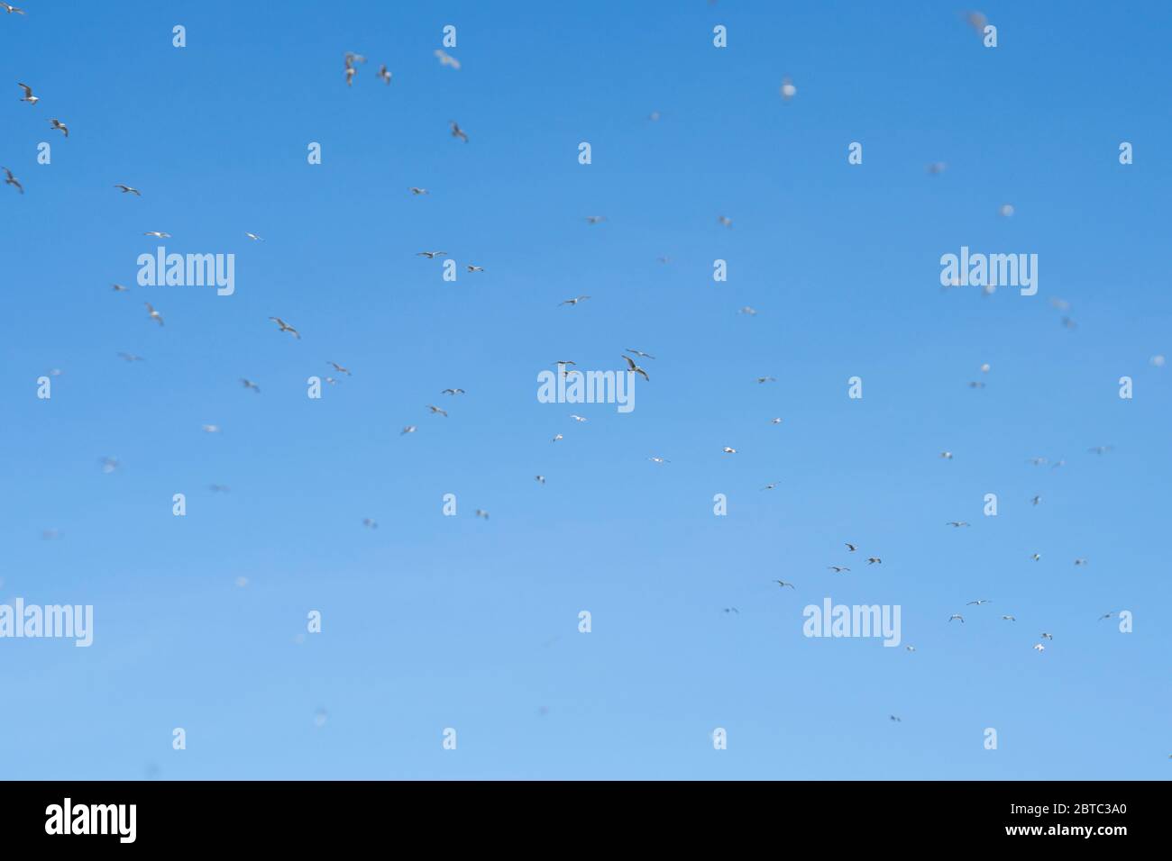 Flying swarm hi-res stock photography and images - Alamy