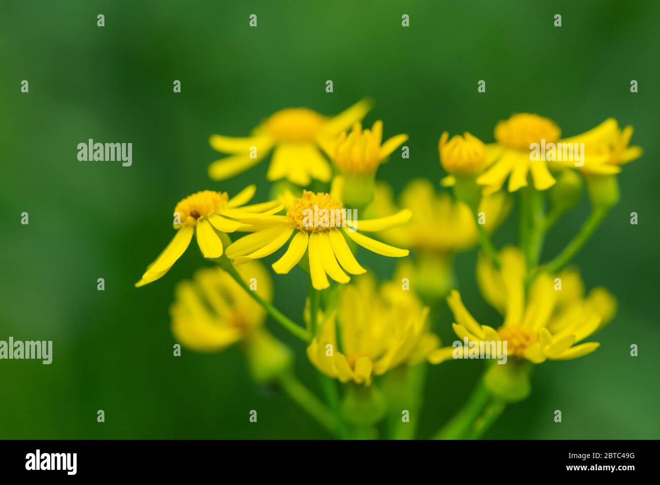 Butterweed flower hi-res stock photography and images - Alamy