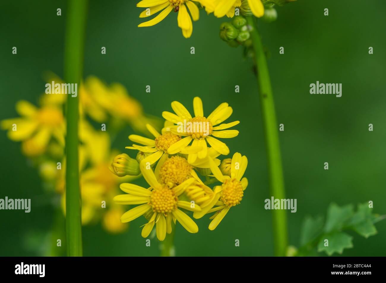 Butterweed plant hi-res stock photography and images - Alamy
