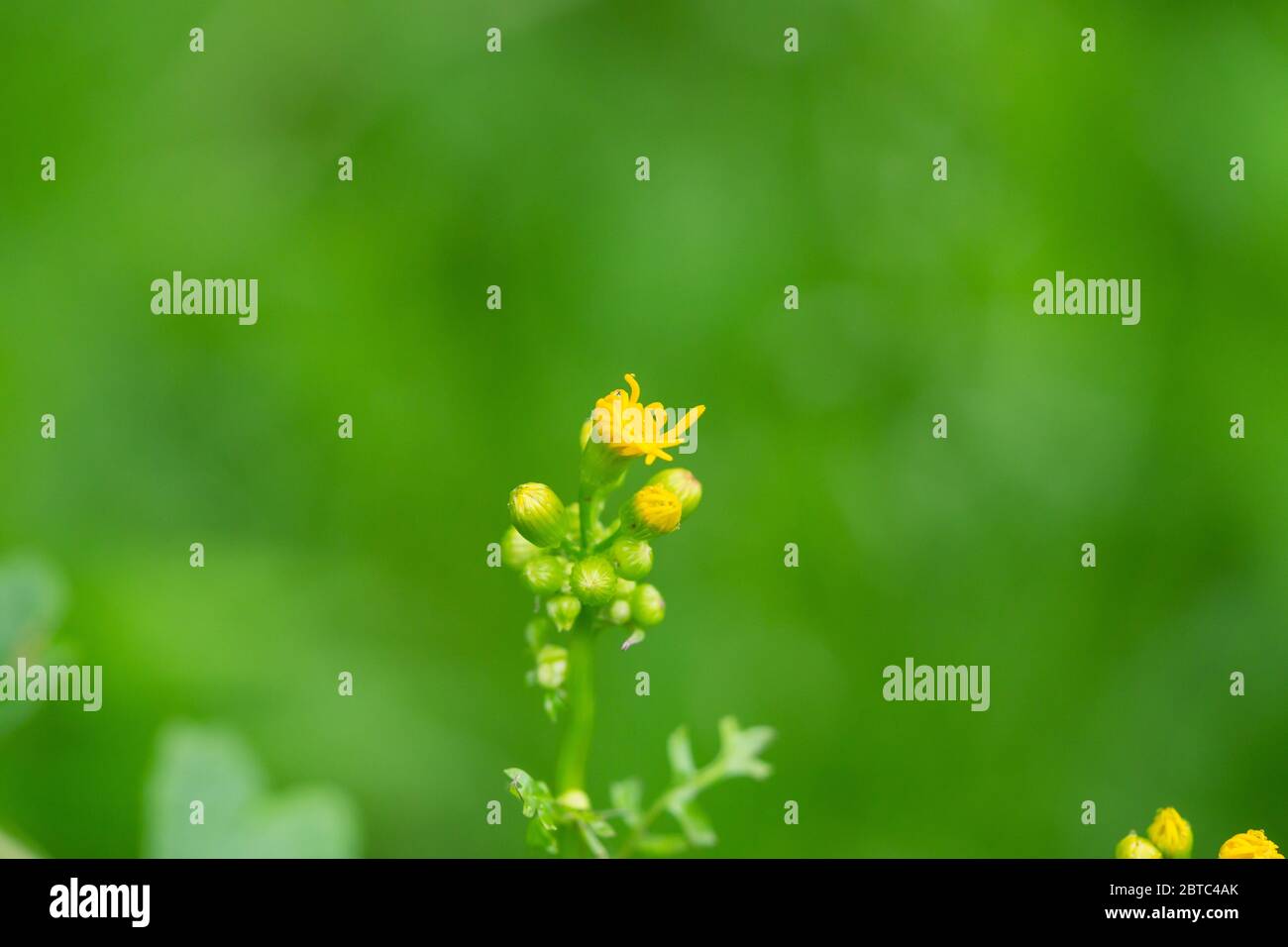 Butterweed Flowers in Bloom in Springtime Stock Photo - Alamy