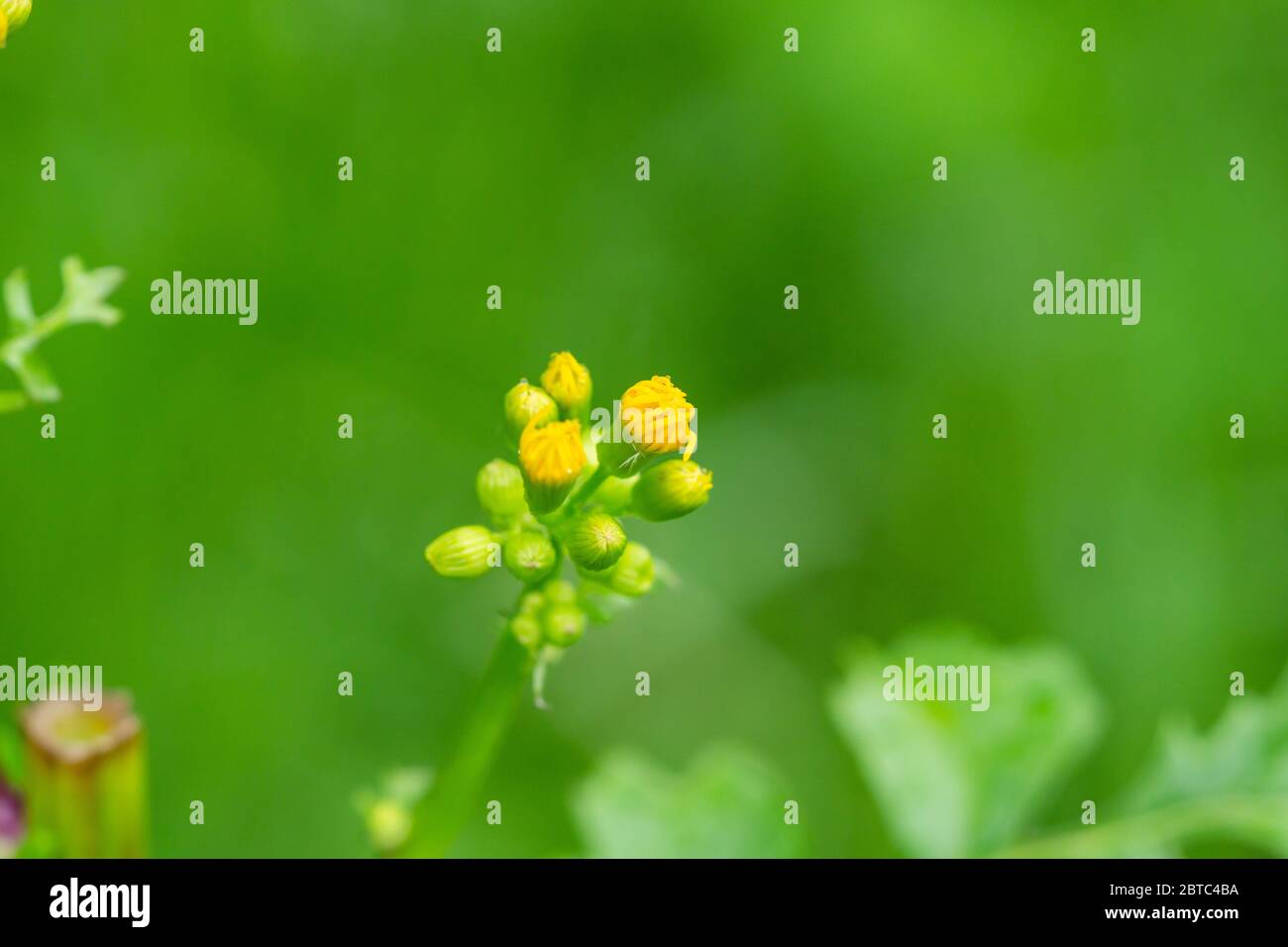 Butterweed Flowers in Bloom in Springtime Stock Photo - Alamy