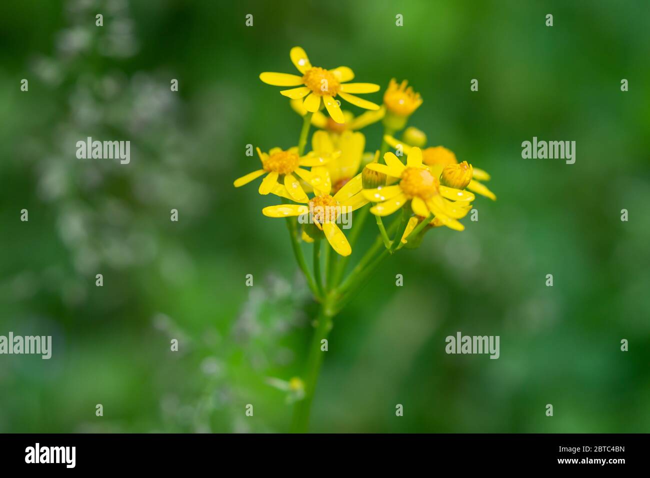 Butterweed Flowers in Bloom in Springtime Stock Photo - Alamy