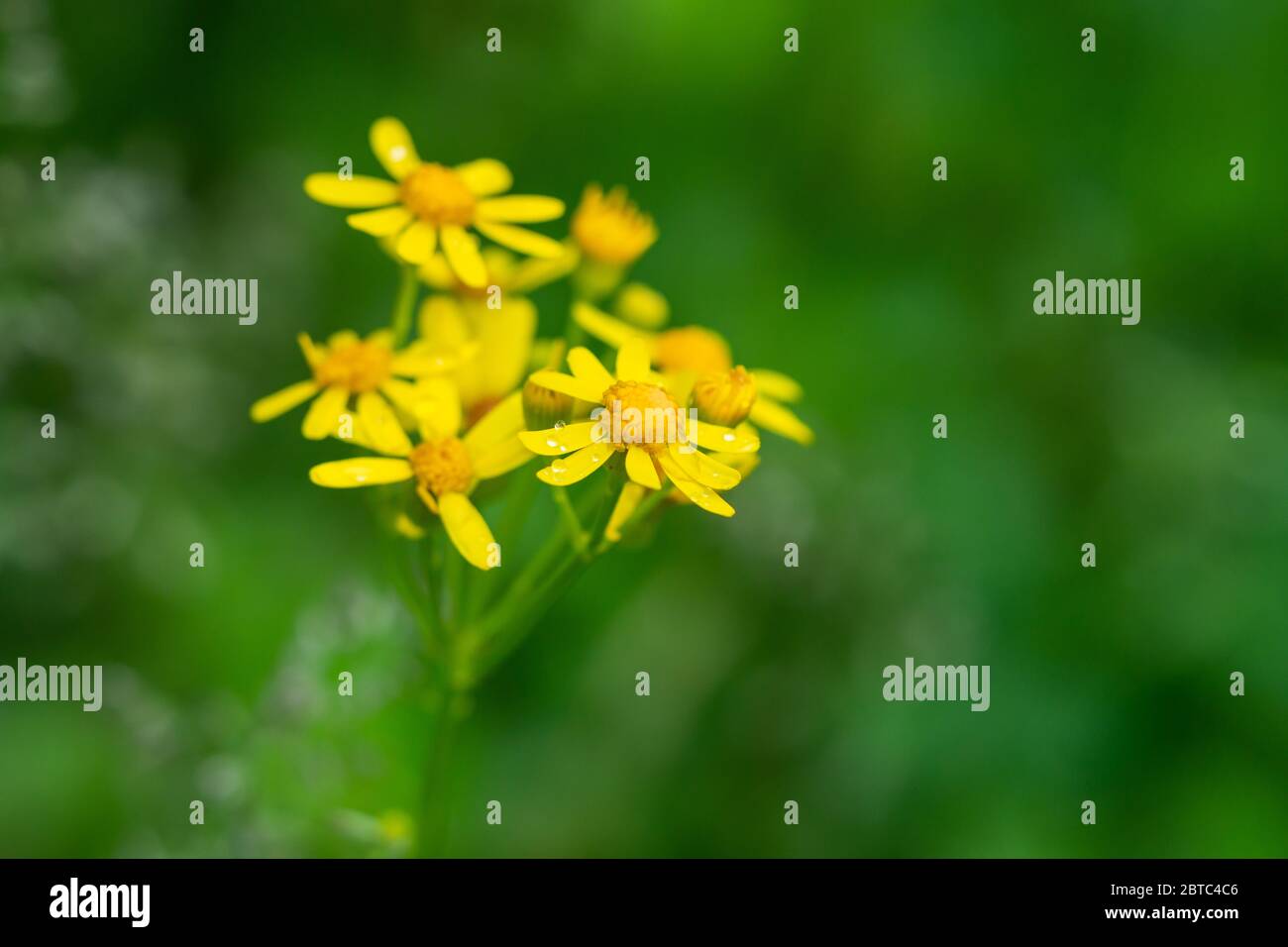 Butterweed Flowers in Bloom in Springtime Stock Photo - Alamy