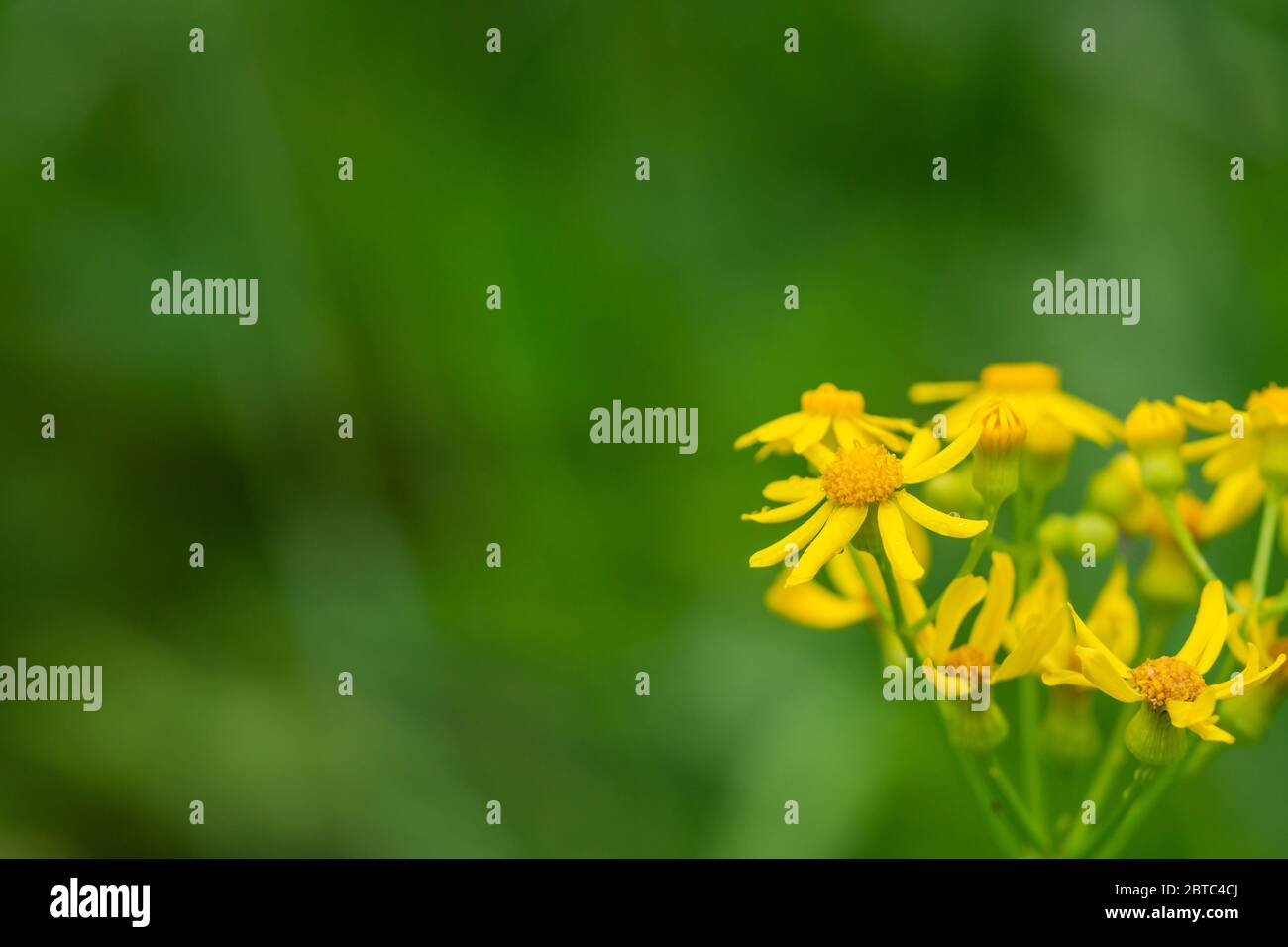 Butterweed Flowers in Bloom in Springtime Stock Photo - Alamy