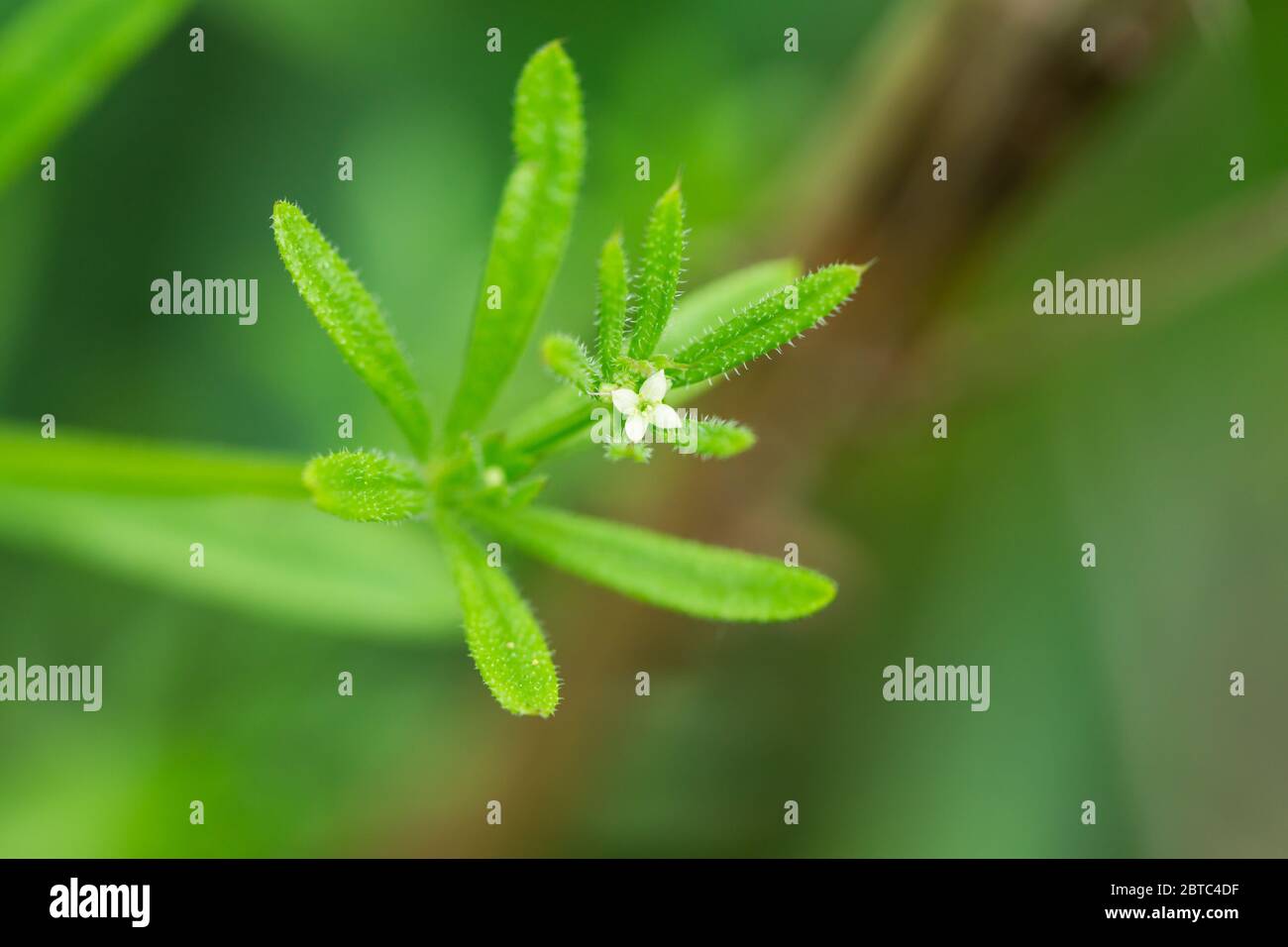Catchweed hi-res stock photography and images - Alamy