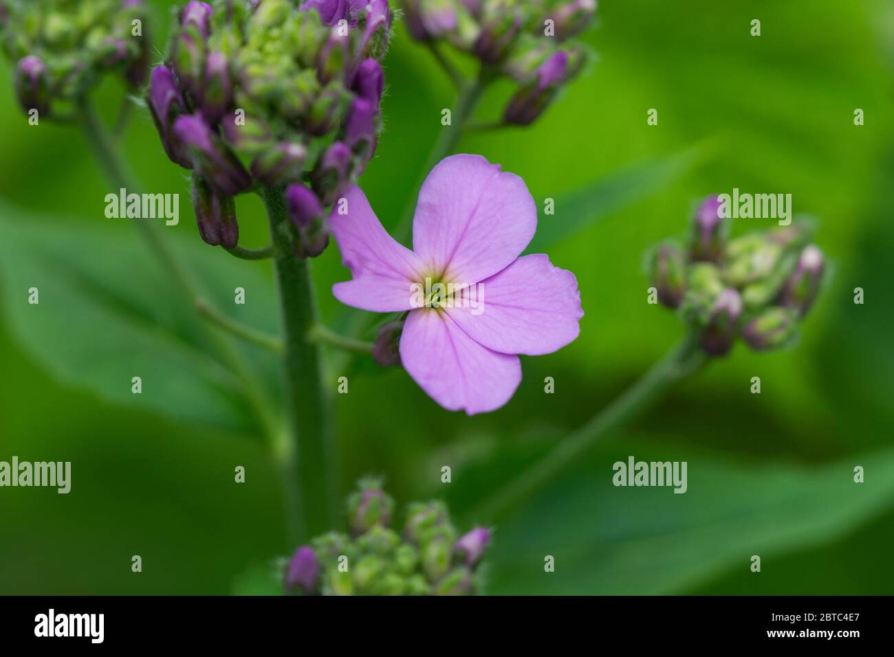 Dame's Rocket Flowers in Springtime Stock Photo - Alamy
