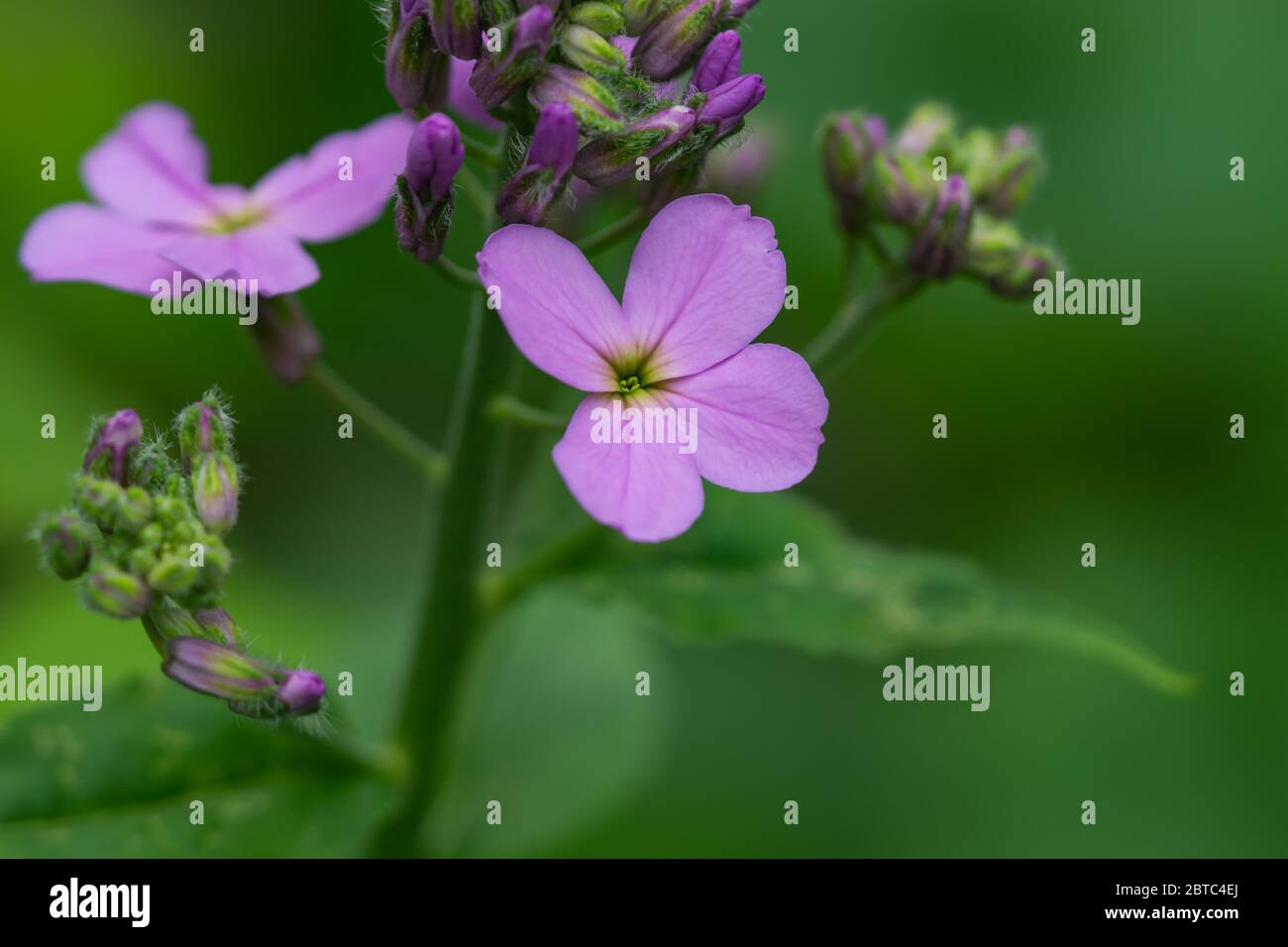 Dames rocket hi-res stock photography and images - Alamy