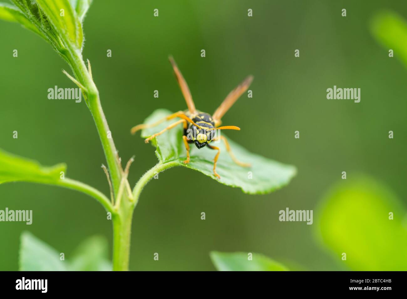 Orange paper wasp polistes hi-res stock photography and images - Alamy