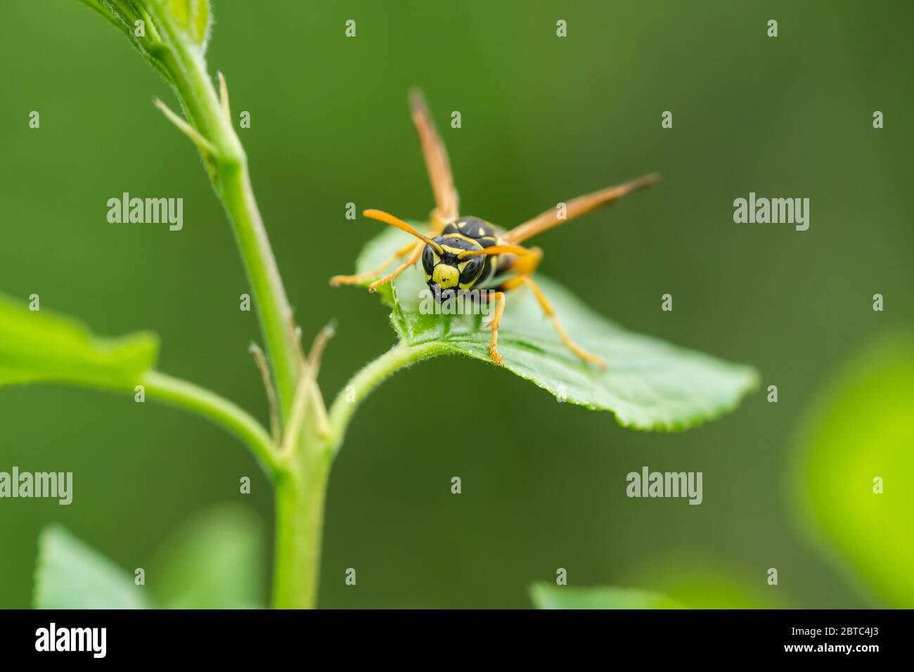 European Paper Wasp in Springtime Stock Photo - Alamy