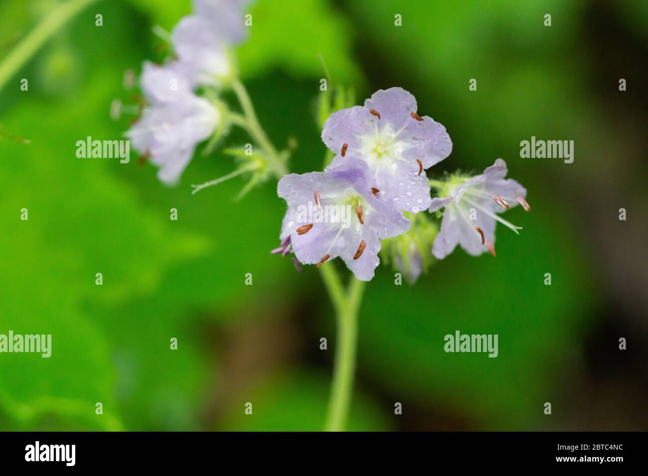 Waterleaf High Resolution Stock Photography and Images - Alamy