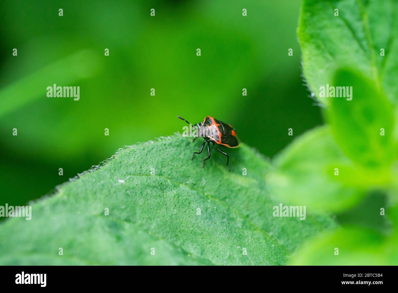 Red and black stink bug hi-res stock photography and images - Alamy