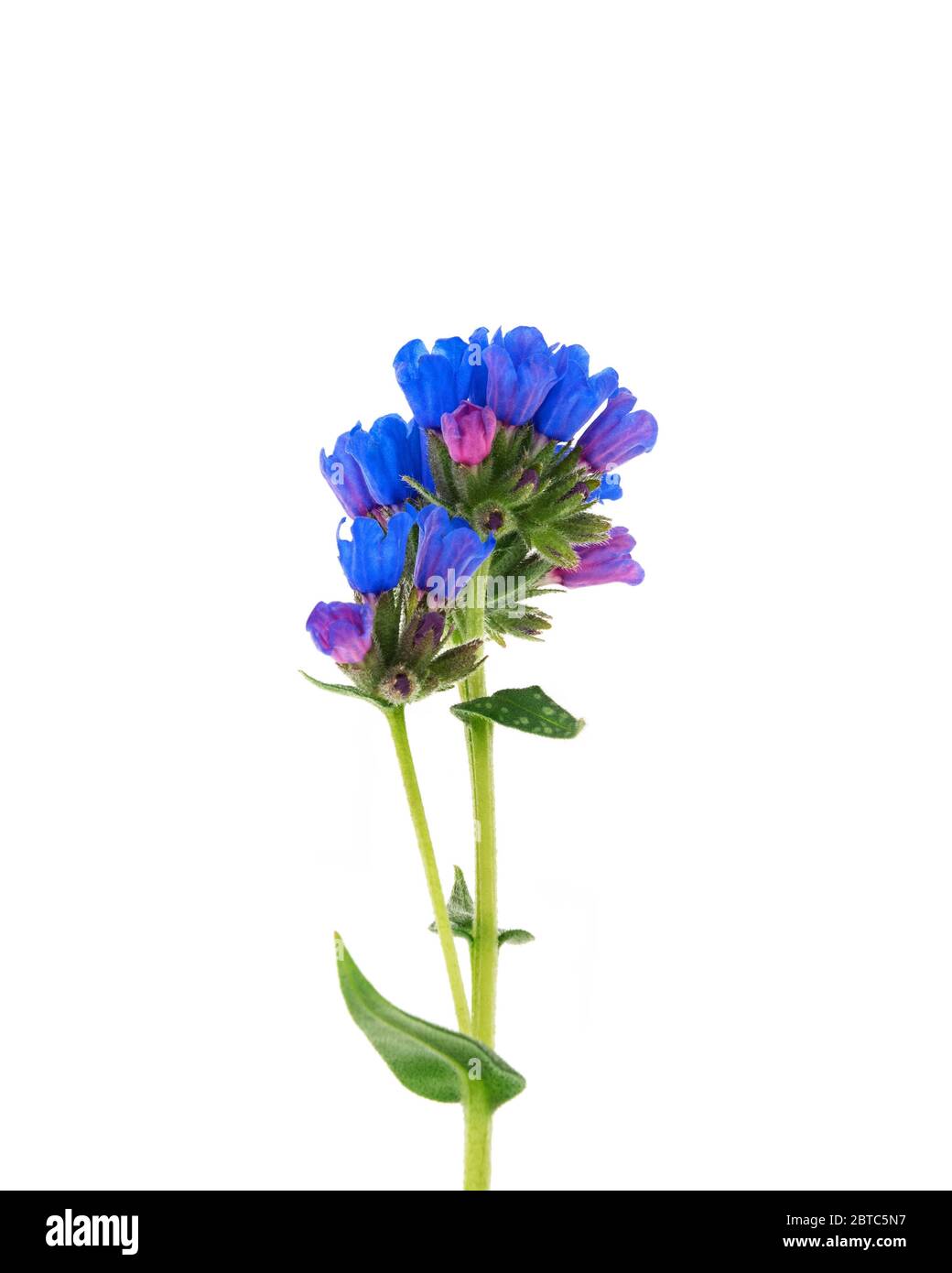 Moon and blue flowers hi-res stock photography and images - Alamy