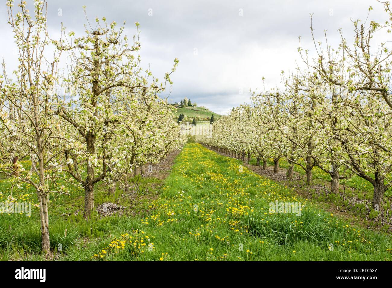Apple orchard in blossom in the Fruit Loop near Hood River, Oregon, USA ...